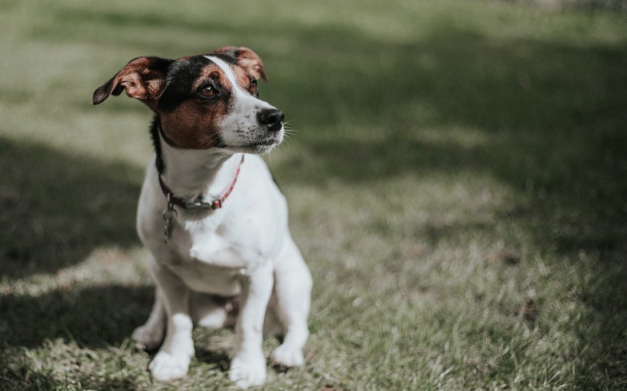 Dog Breeds: Jack Russell Terrier Characteristics and Diet – VIETNAM STAR